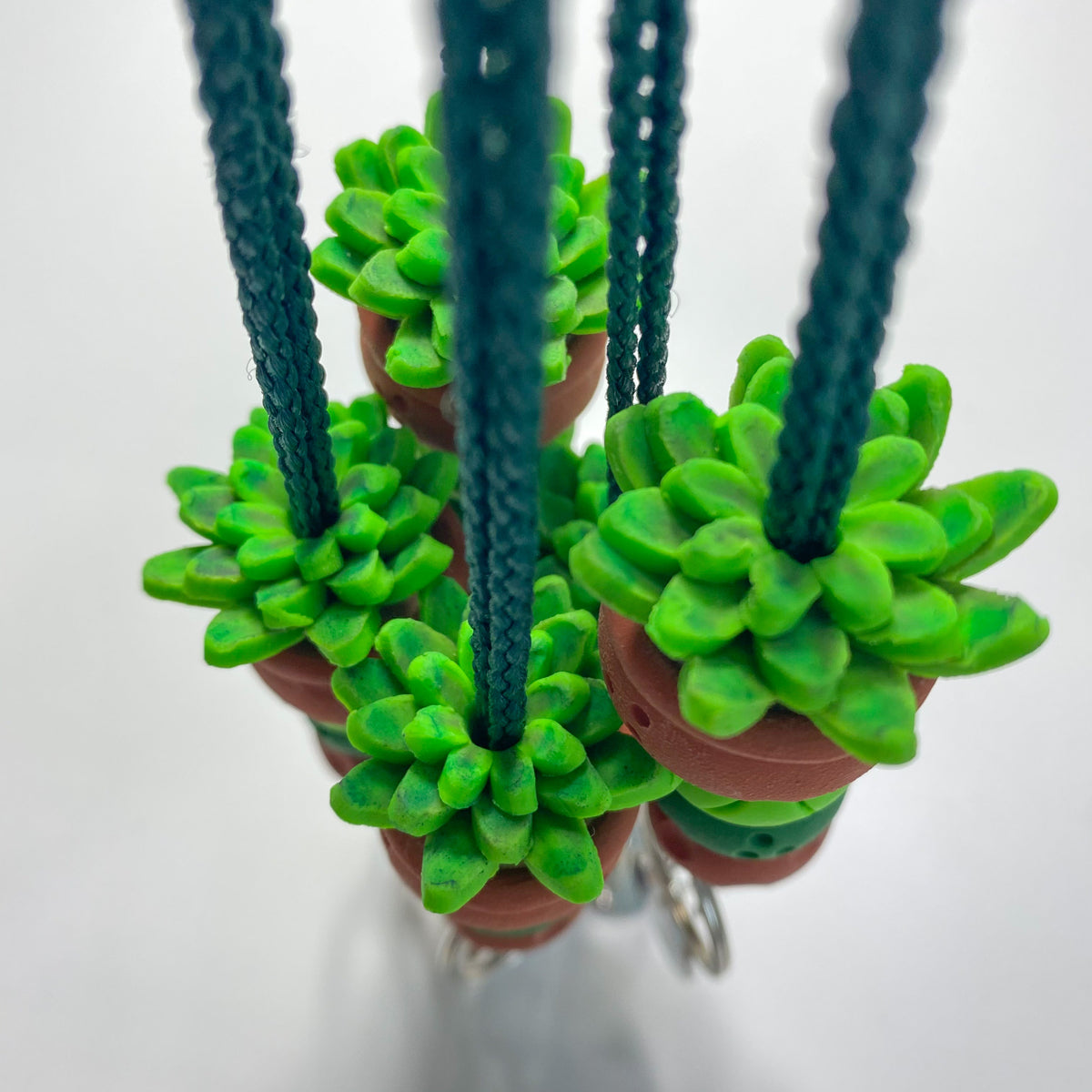 Succulent Love| Teach Over the Rainbow